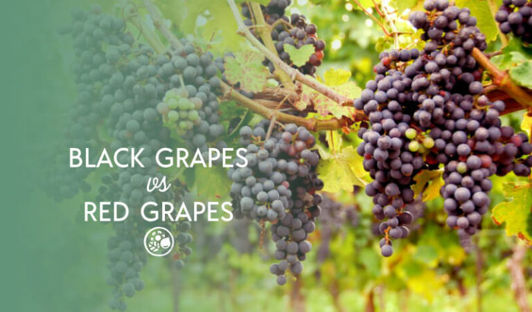 Black Grapes VS Red Grapes | All Of The Ways They Differ